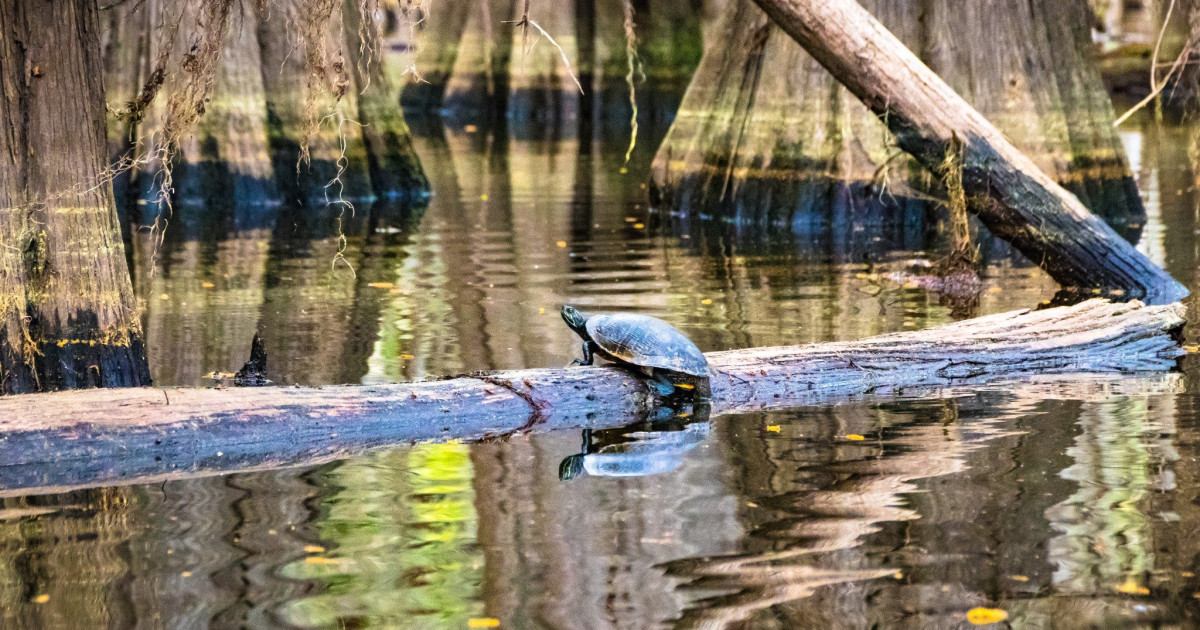 Geheimnisvoller Naturzauber im Osten von Texas – Travel Texas